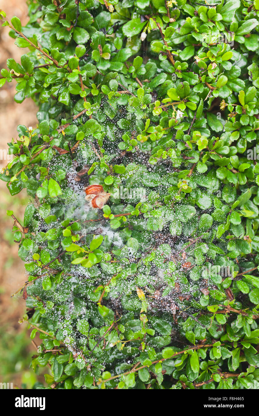 high resolution green leaf with water spray cobwebs texture background ...