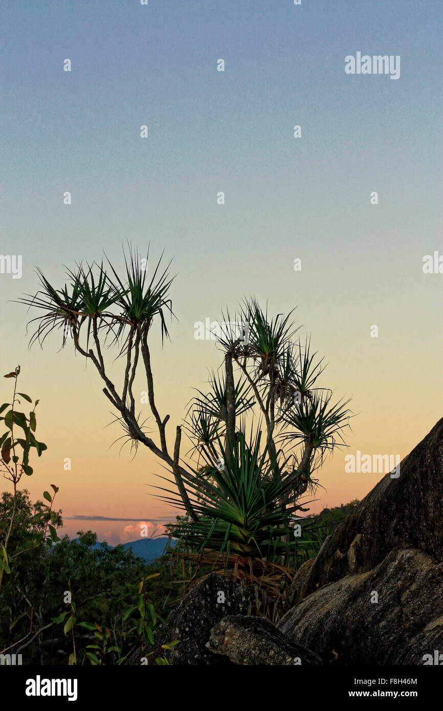 pandanus trees in the sunset in the golden hour Stock Photo - Alamy