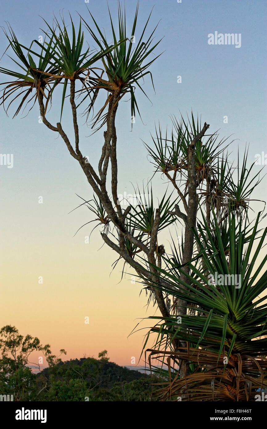 Pandanus silhouette hi-res stock photography and images - Alamy