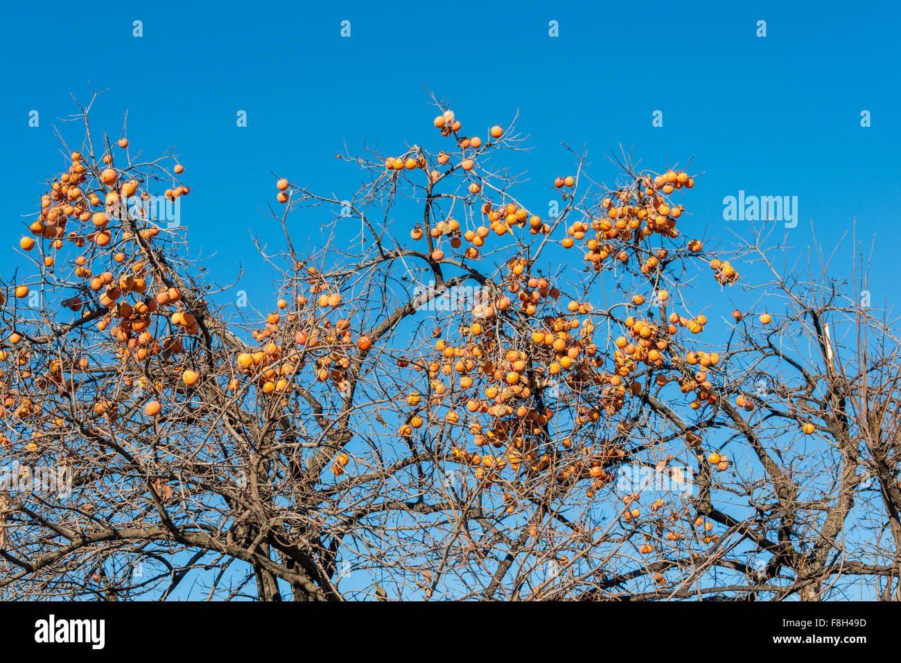 Persimmon fruits on the tree Stock Photo - Alamy