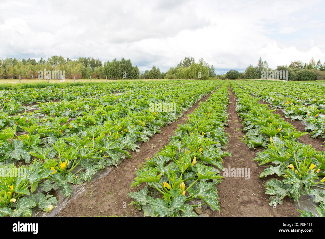 Zucchini field flowering, setting fruit 'Cucurbito pepo' Stock Photo - Alamy