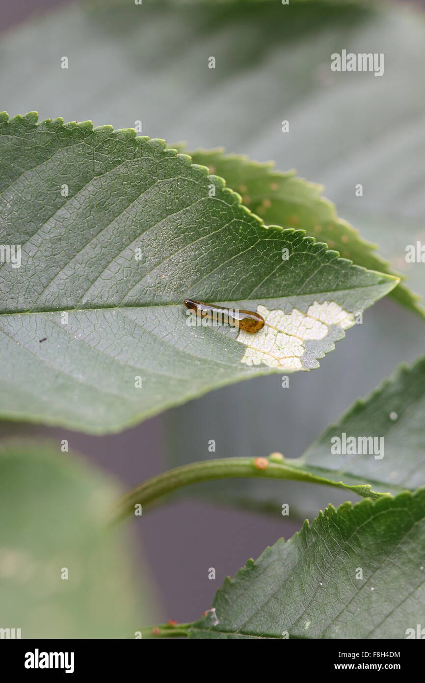 Pear and Cherry slug worm on a cherry leaf Stock Photo - Alamy