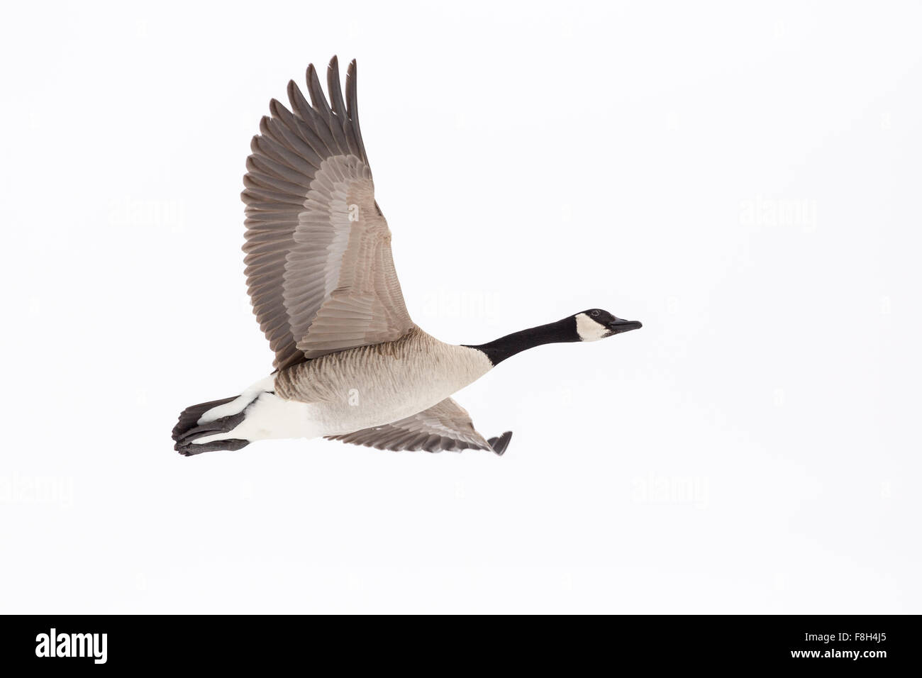 Canada Goose Cut Out Stock Images & Pictures - Alamy