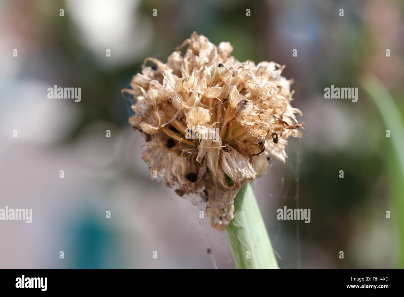 Dried Spring onion flower Stock Photo - Alamy