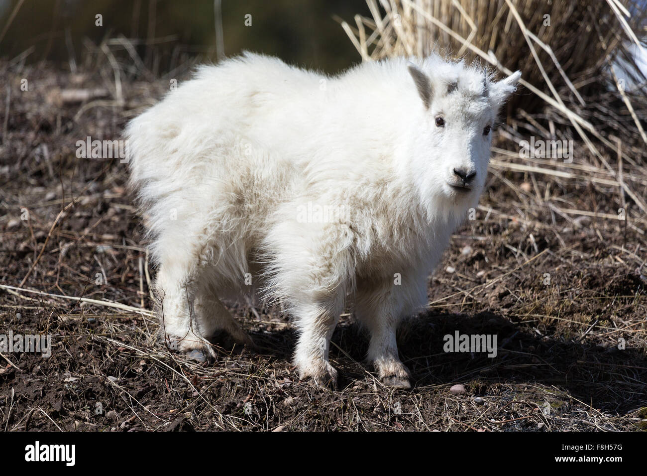 A mountain goat kid looks out in the Snake River Mountains of Wyoming ...