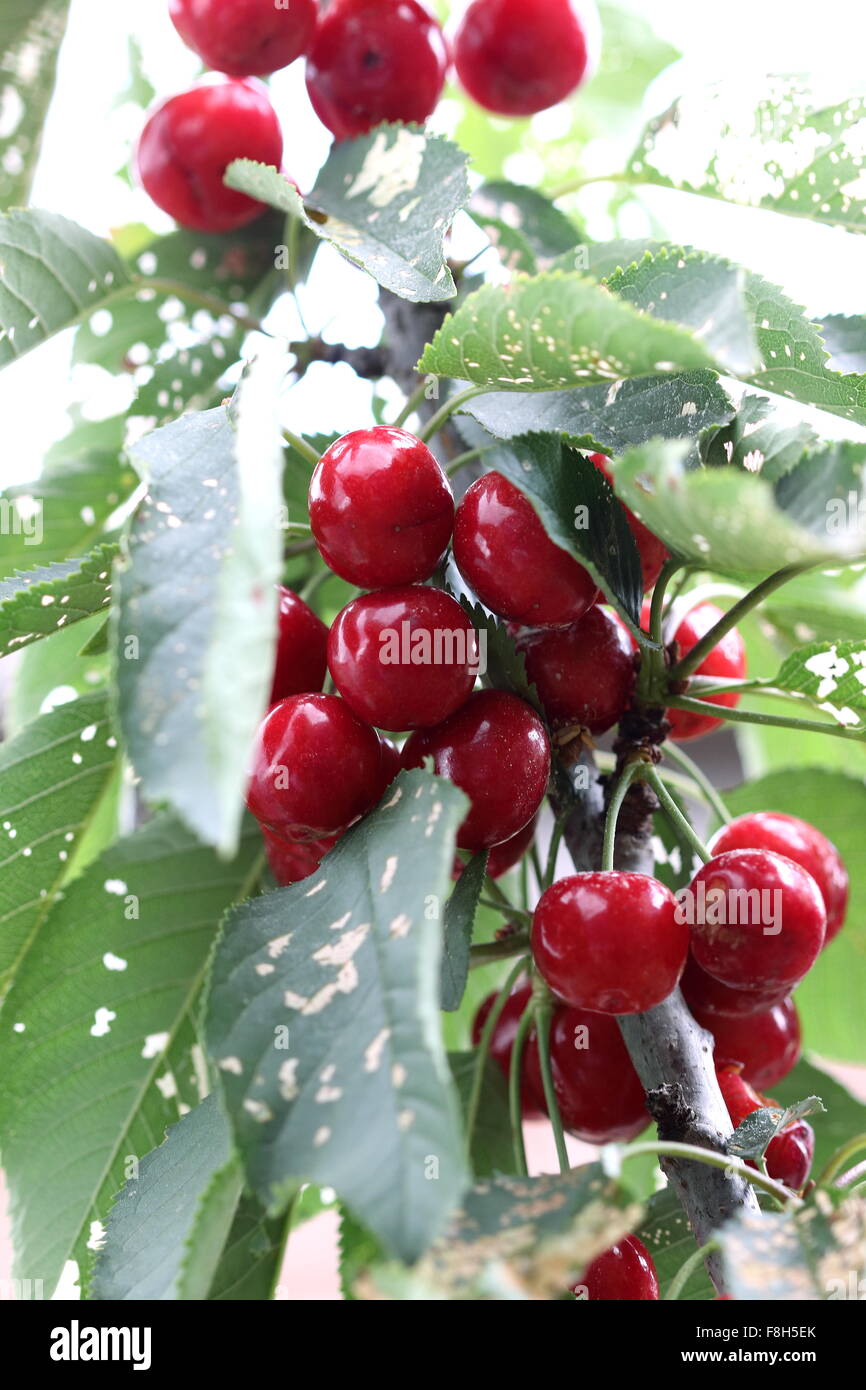 Lapins cherry with fruits on a tree - cherries with green foliage Stock ...