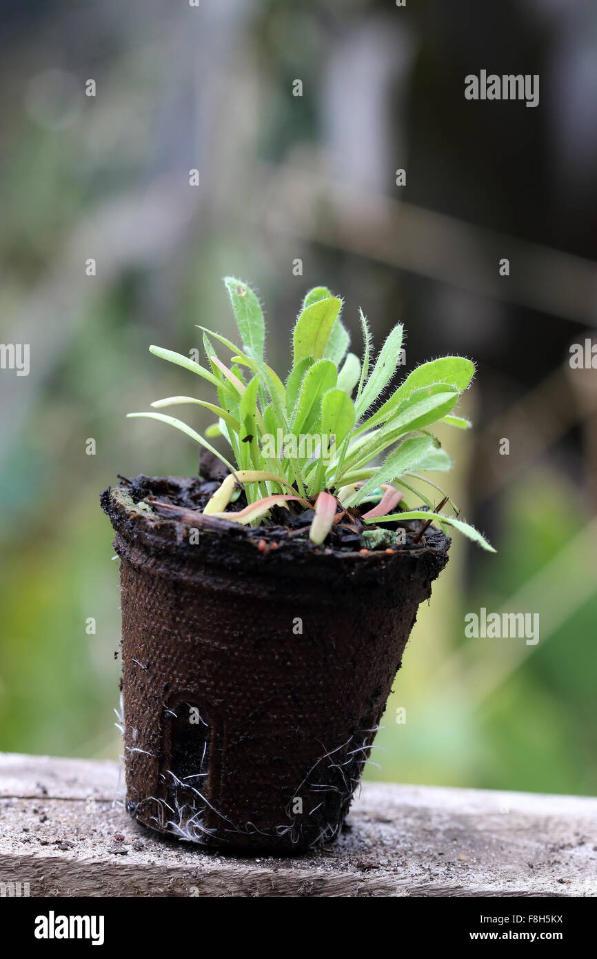 New sprout statice limonium seedlings in biodegradable pot Stock Photo ...