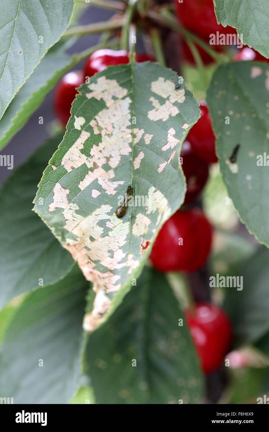 Pear and Cherry slug worm on a cherry leaf Stock Photo - Alamy
