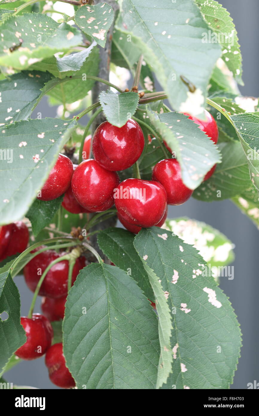 Lapins cherry with fruits on a tree - cherries with green foliage Stock ...