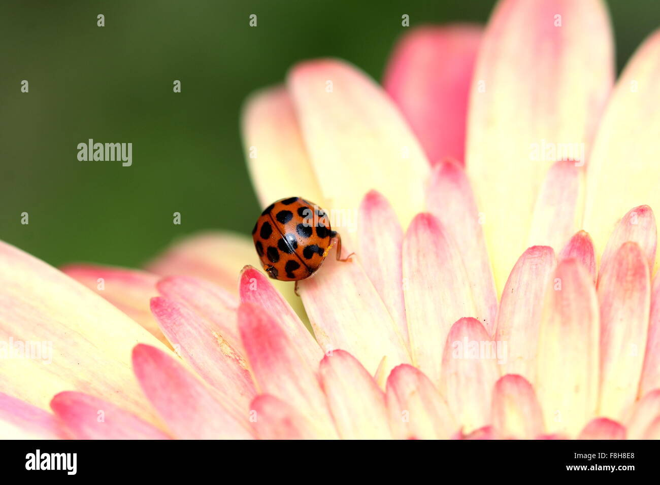 Real Pink Ladybugs