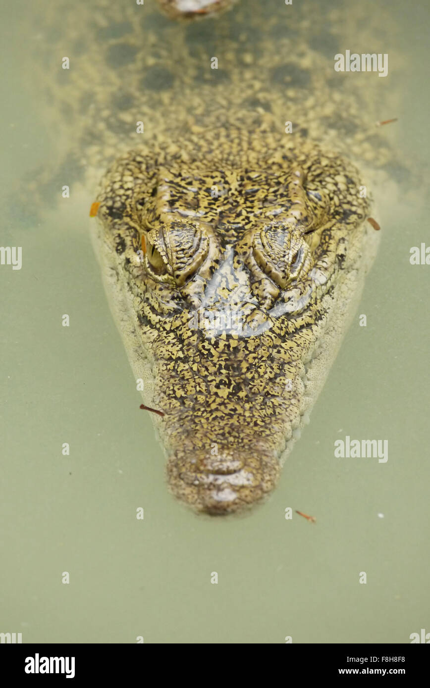 Estuarine fauna hi-res stock photography and images - Alamy