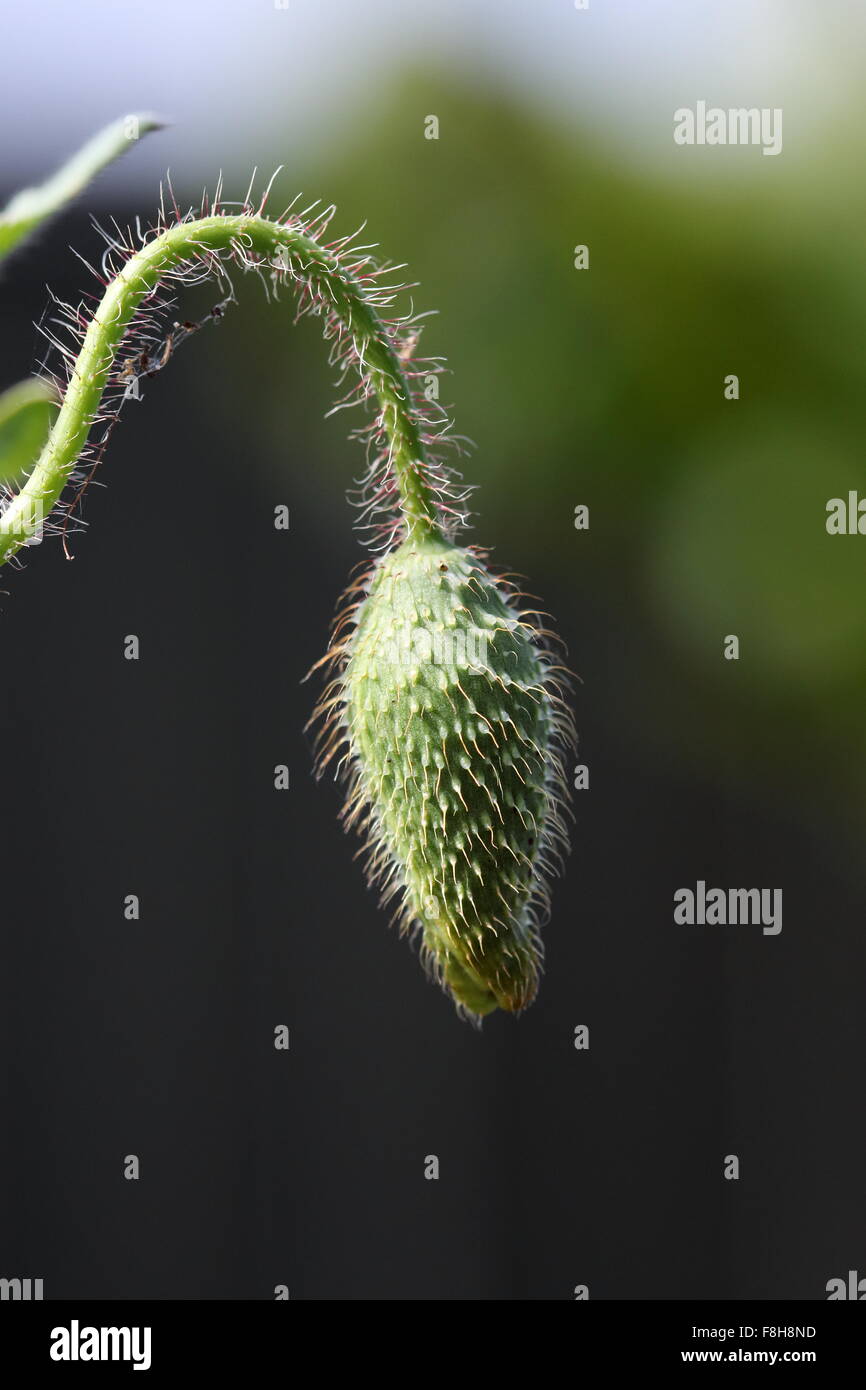 Poppy flower hi-res stock photography and images - Alamy