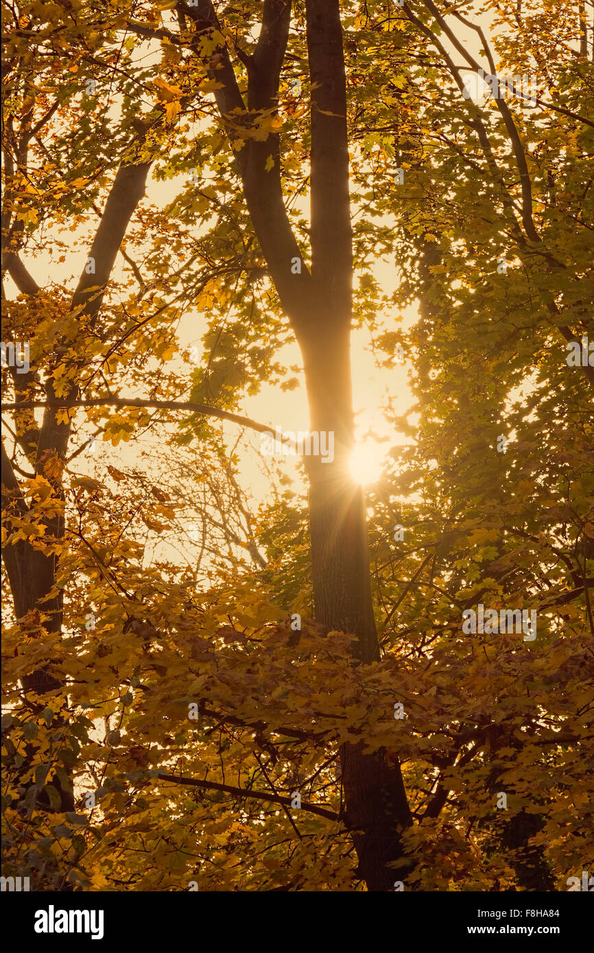 Autumn sun shining through trees in late afternoon Stock Photo - Alamy