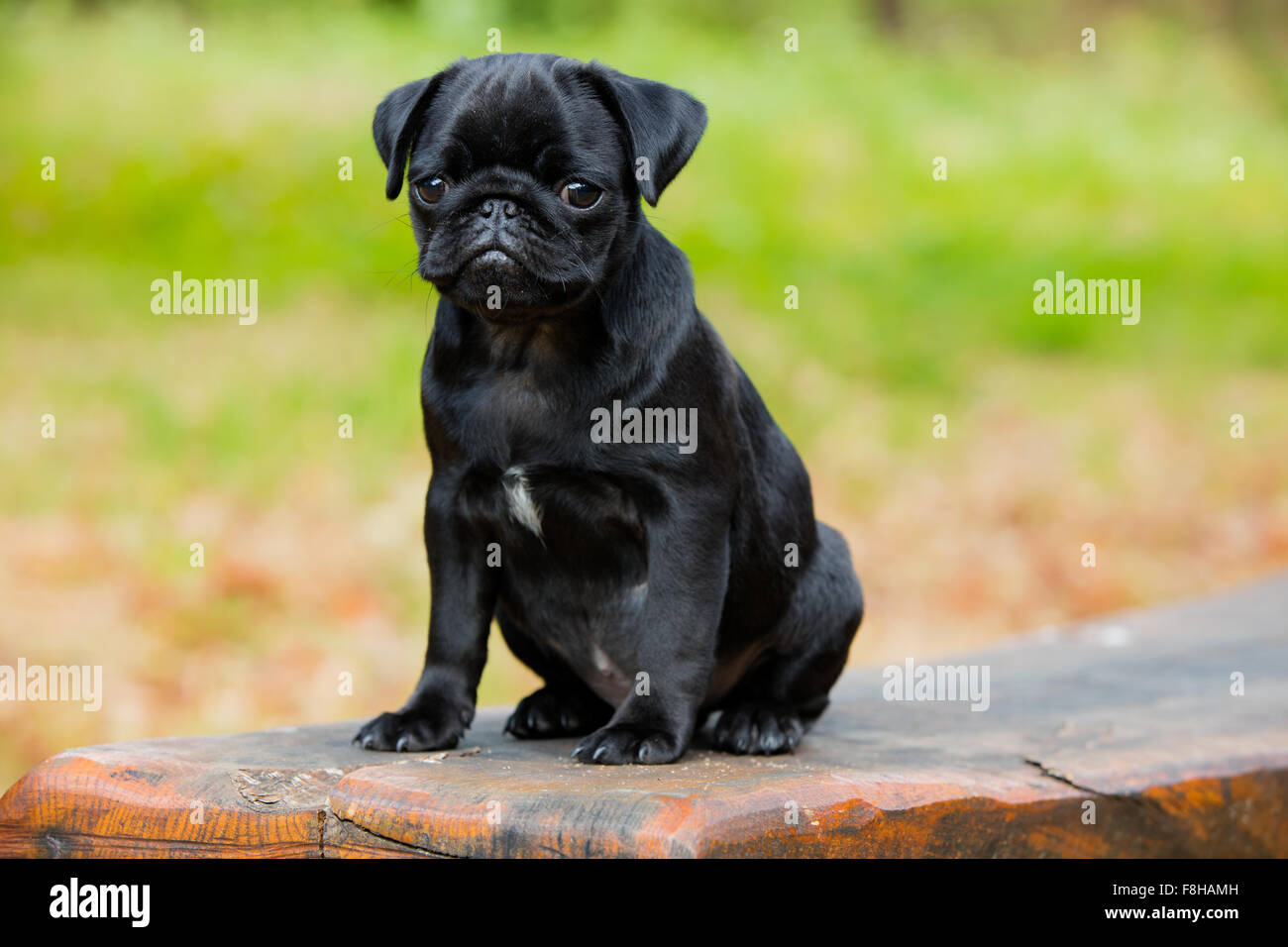 Portrait shot of my Puggy Stock Photo - Alamy