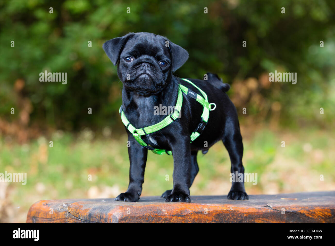 Portrait shot of my Puggy Stock Photo - Alamy