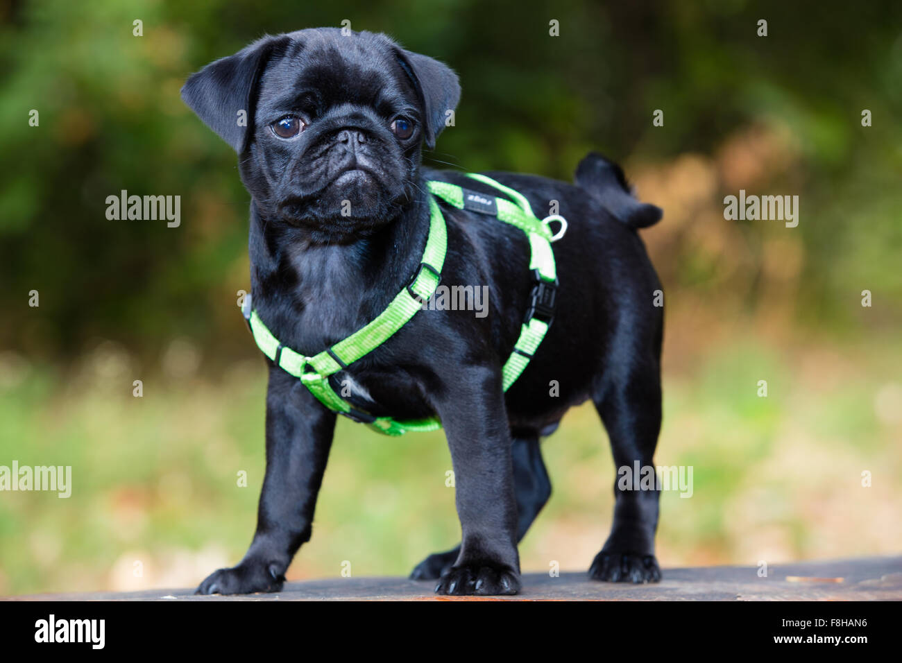 Portrait shot of my Puggy Stock Photo - Alamy