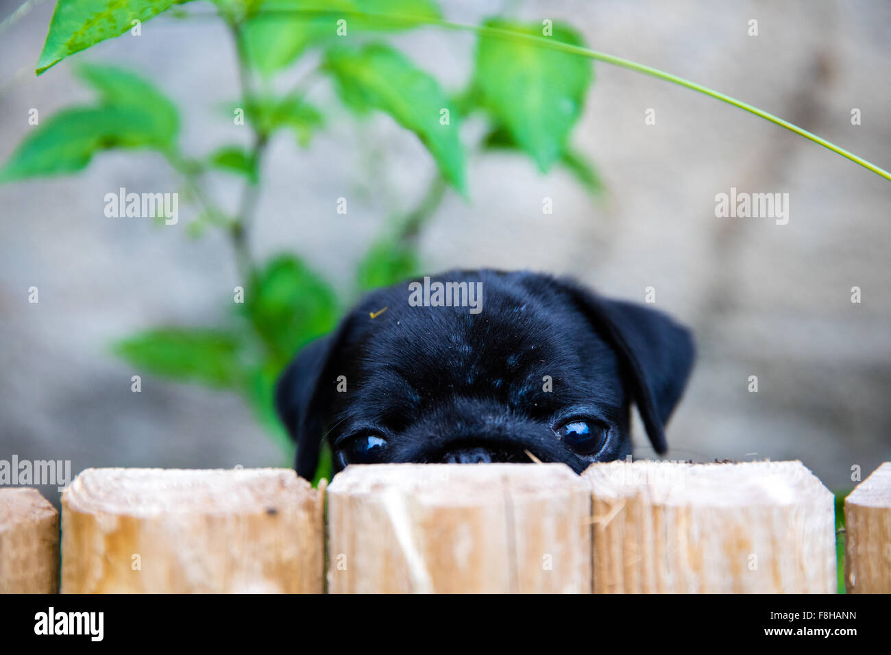 Puggy pup hi-res stock photography and images - Alamy