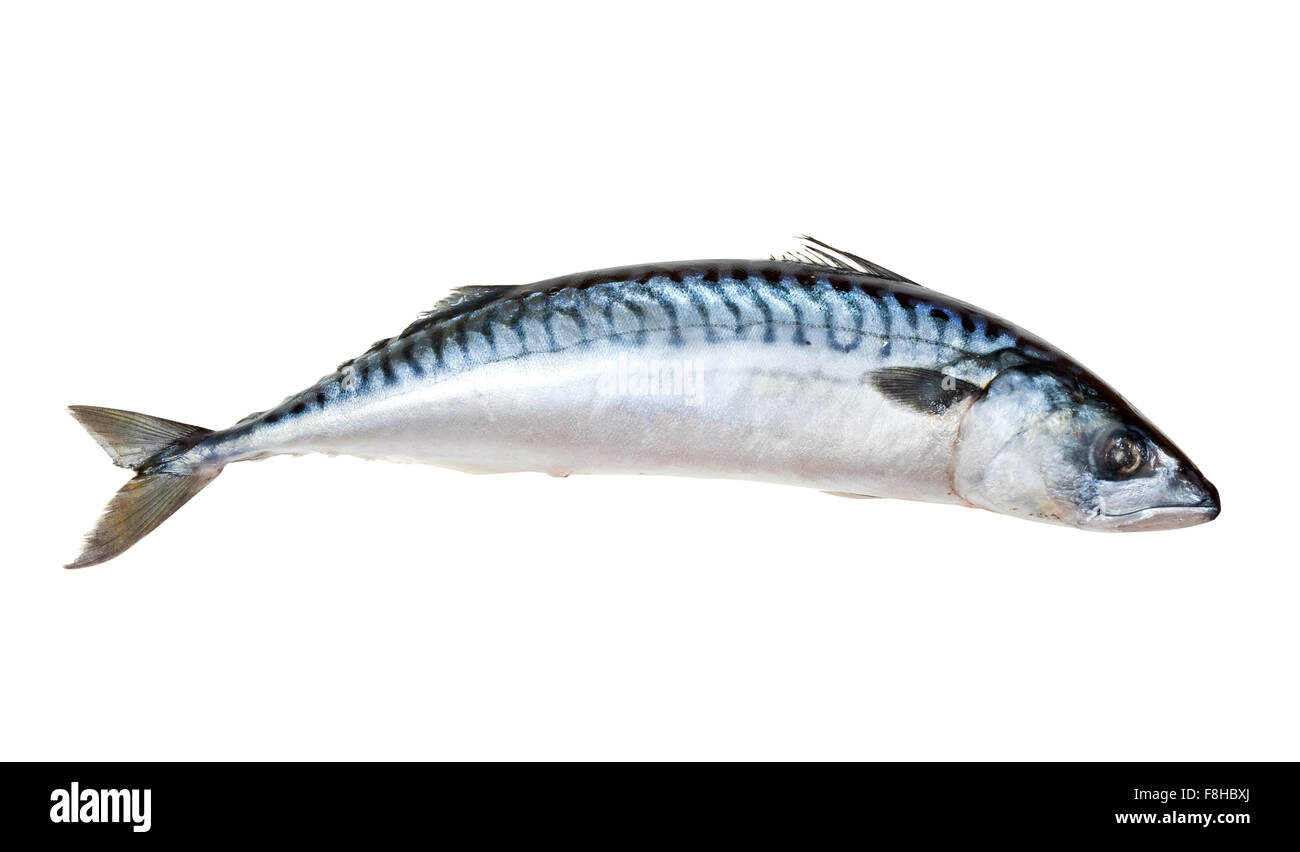 Single fresh mackerel fish. Isolated over white background Stock Photo ...
