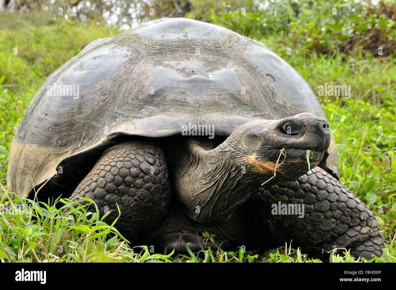 A giant Galapagos turtle (Chelonoidis elephantopus), Galapagos islands ...