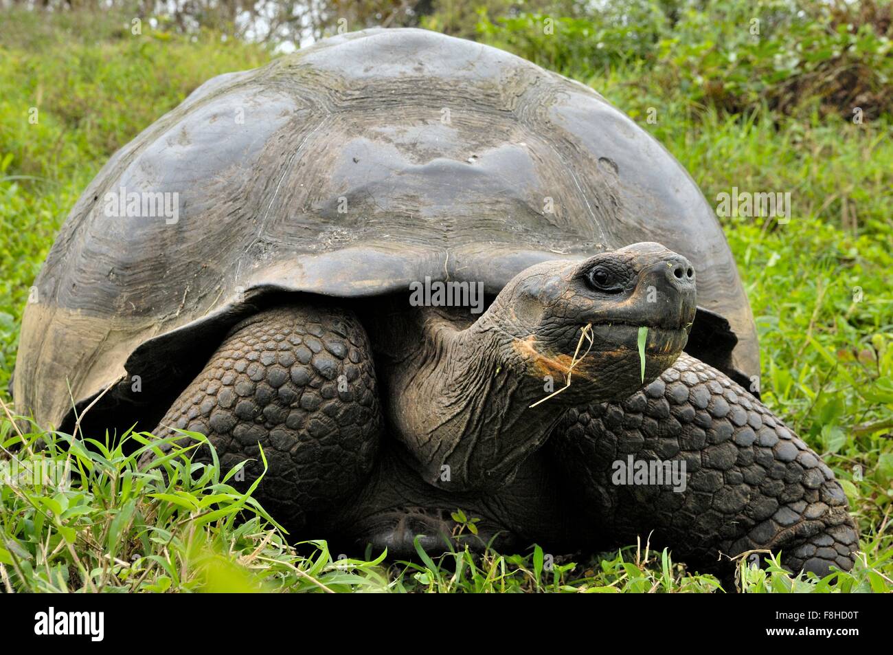 A giant Galapagos turtle (Chelonoidis elephantopus), Galapagos islands ...