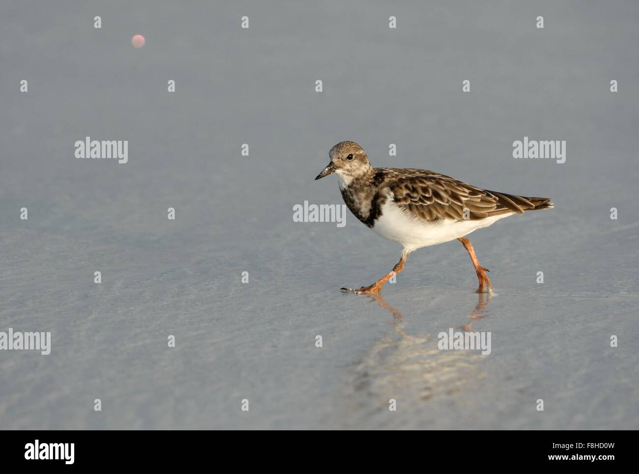 Juvenile Ruddy Turnstone ( Arenaria interpres ) walking on the beach ...