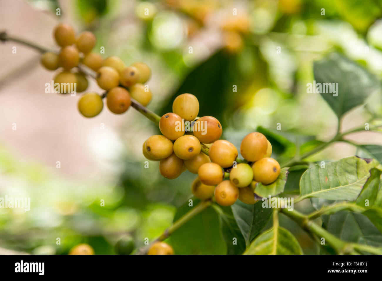 Arabica yellow coffee beans on tree branch Stock Photo - Alamy