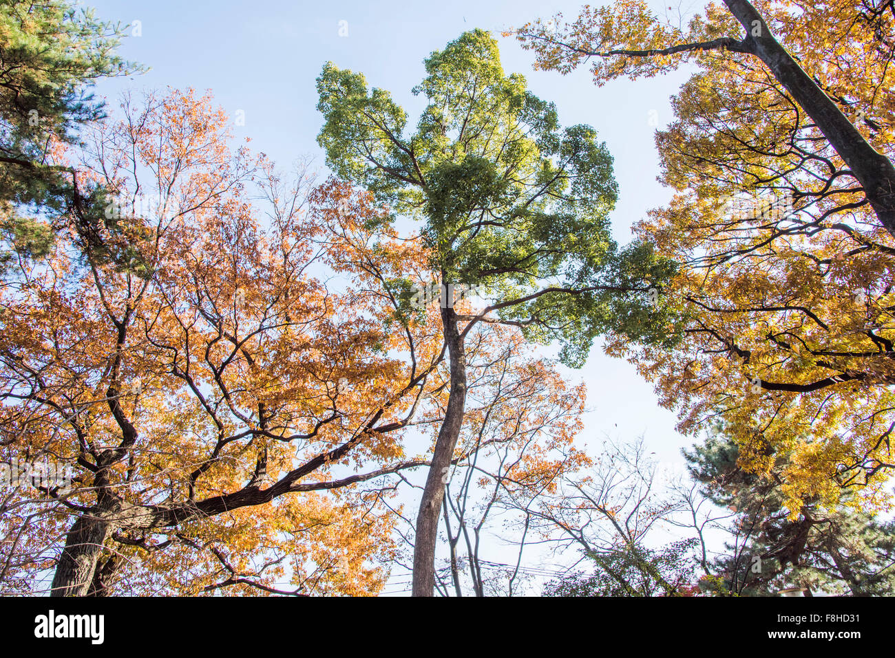 Former Setagaya castle,Setagaya-Ku,Tokyo,Japan Stock Photo - Alamy