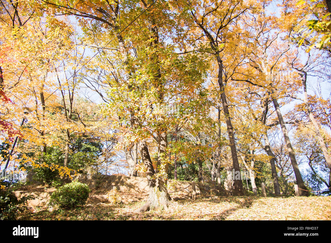 Former Setagaya castle,Setagaya-Ku,Tokyo,Japan Stock Photo - Alamy
