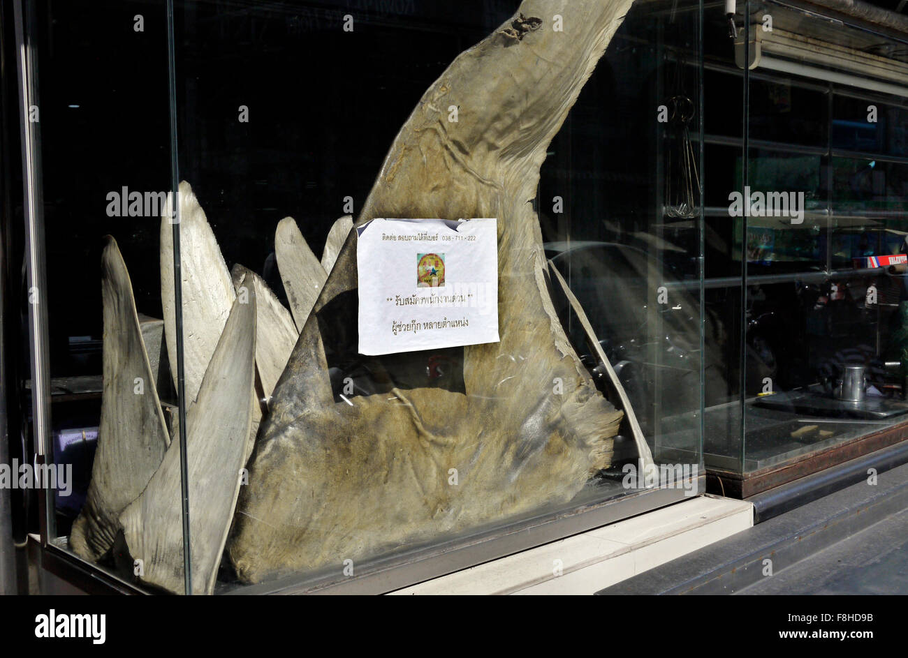 Shark fins on display in a glass case outside a Thai restaurant in ...