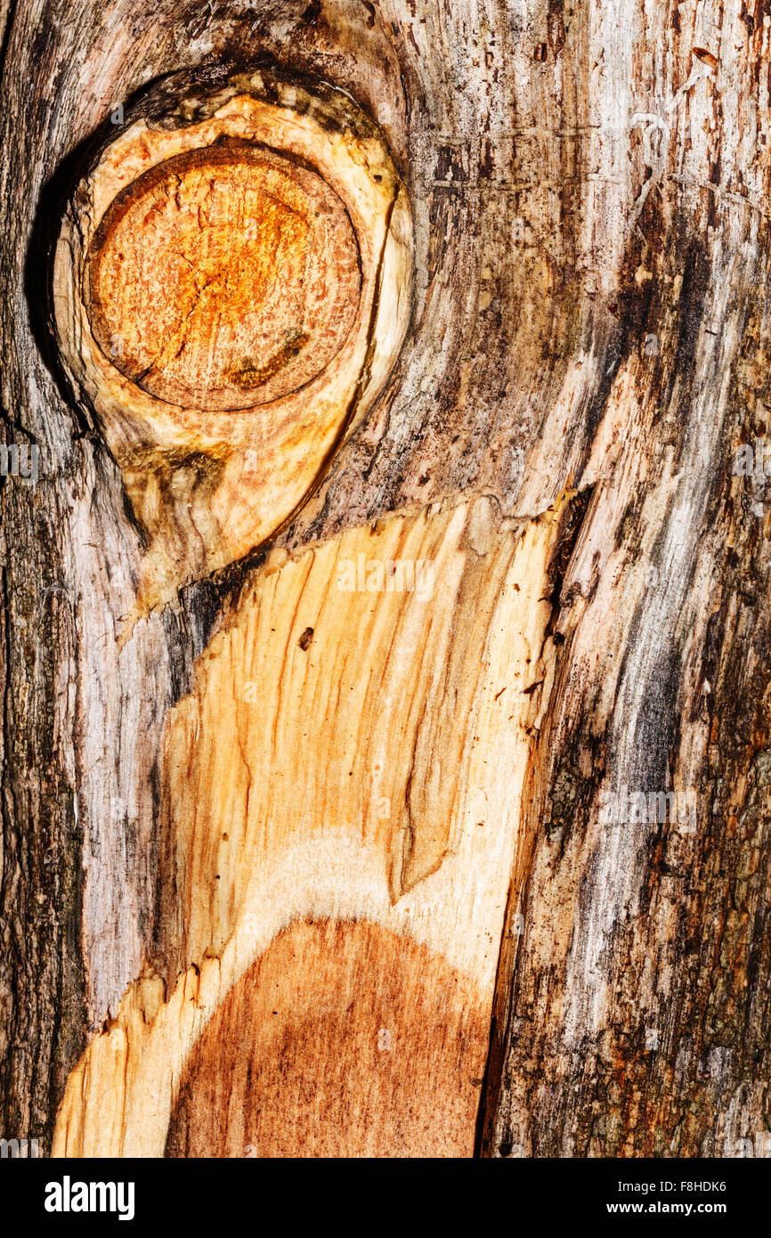 Chipped twig tree background. Grungy texture Stock Photo - Alamy