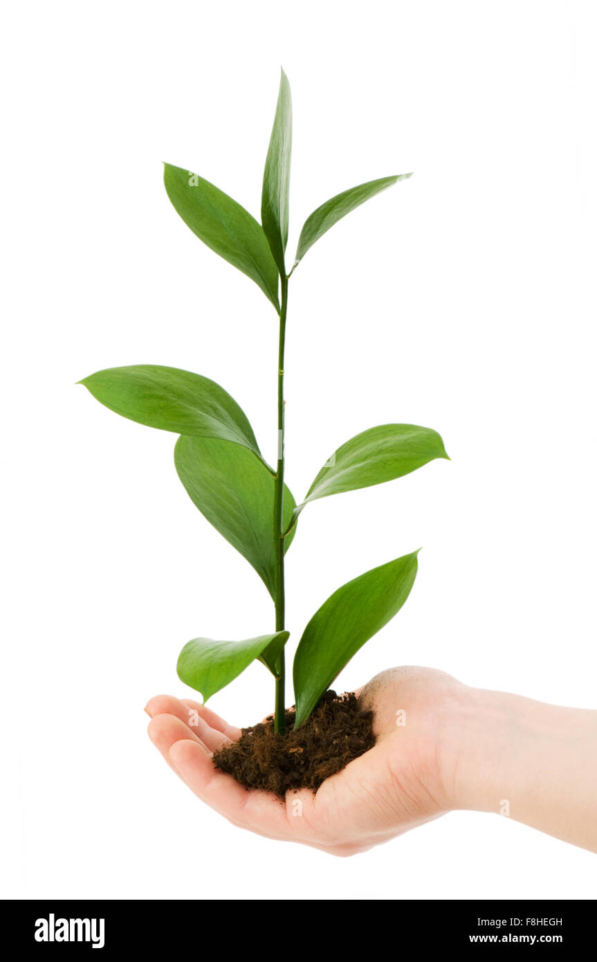 Green seedling in hand isolated on white Stock Photo - Alamy