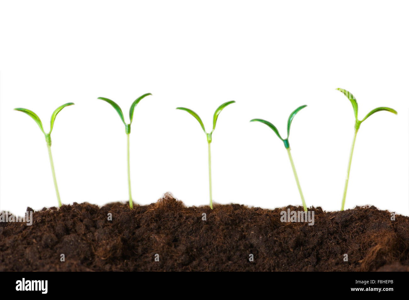 Seedlings isolated on the white background Stock Photo - Alamy