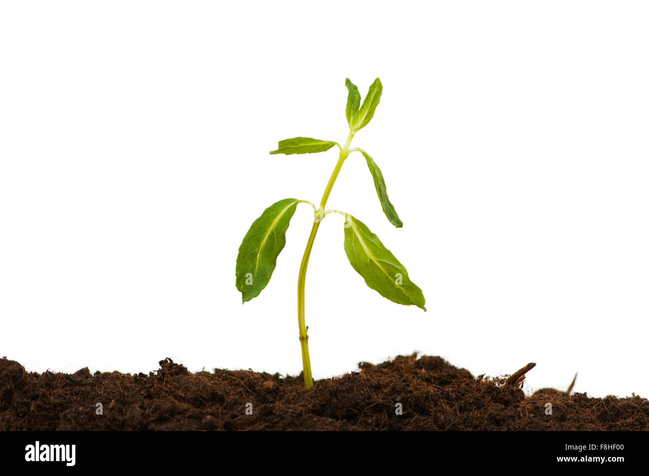 Seedlings isolated on the white background Stock Photo - Alamy