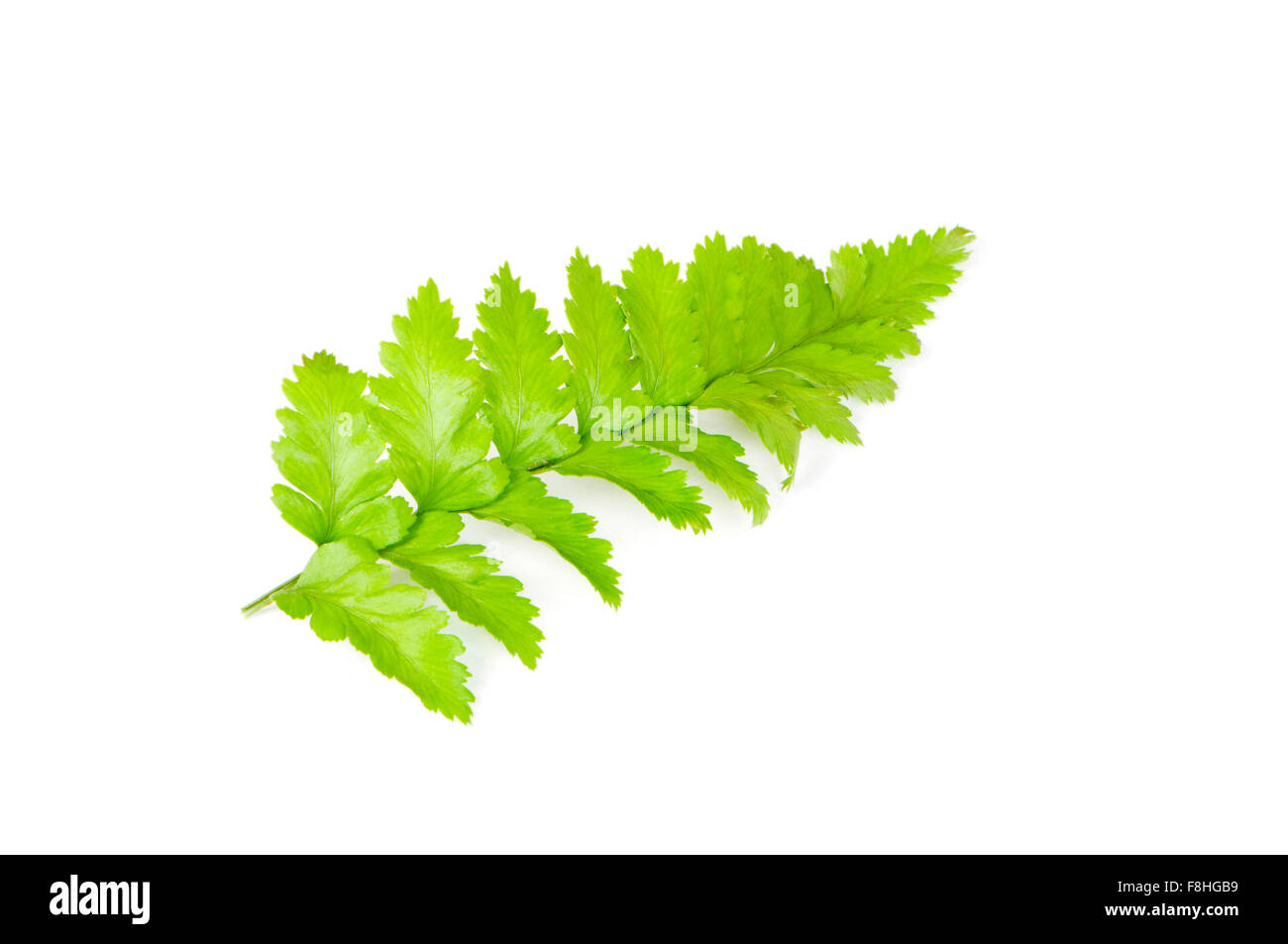 Leaf of fern isolated on white Stock Photo - Alamy