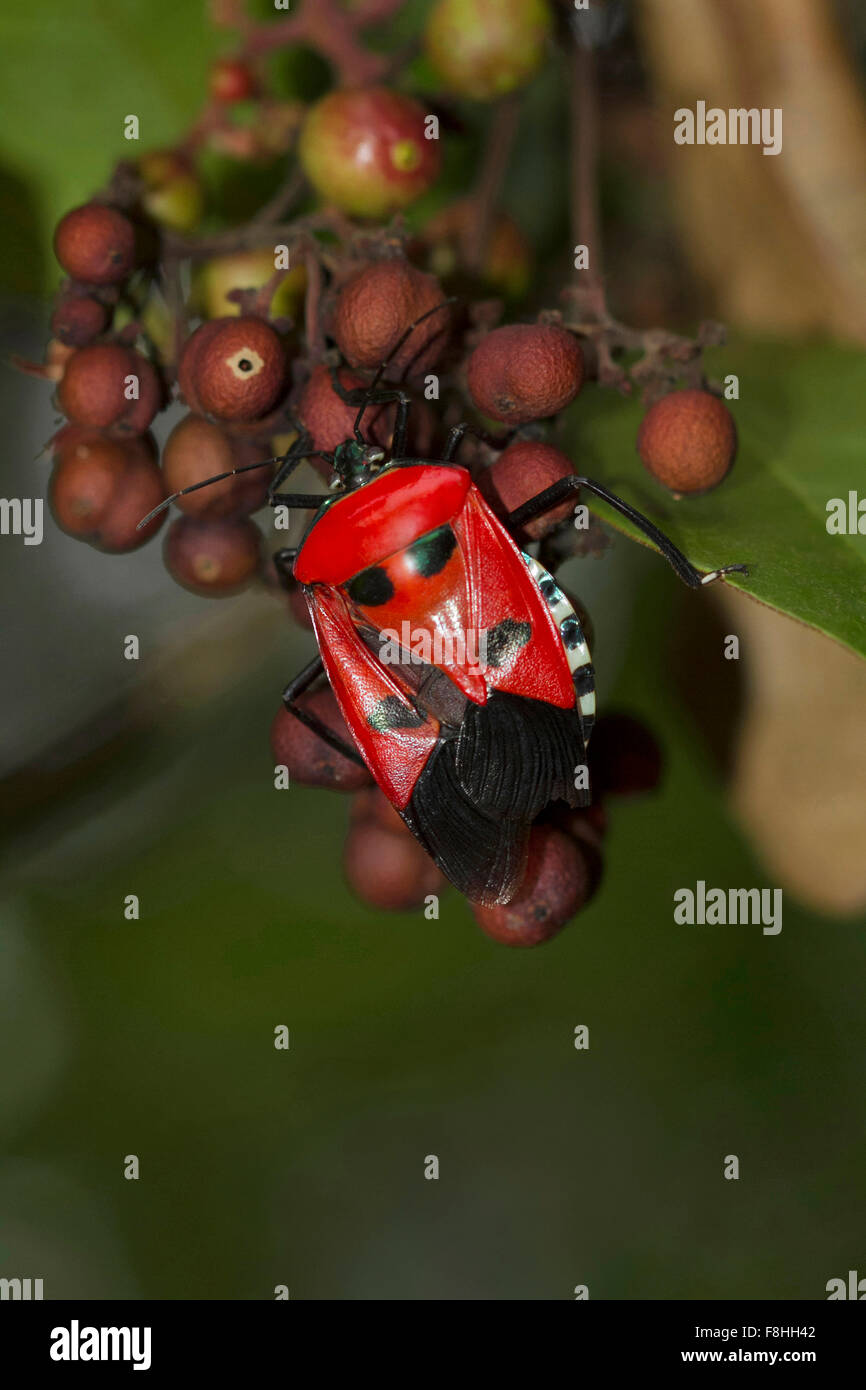 Wildlife habitats hi-res stock photography and images - Alamy