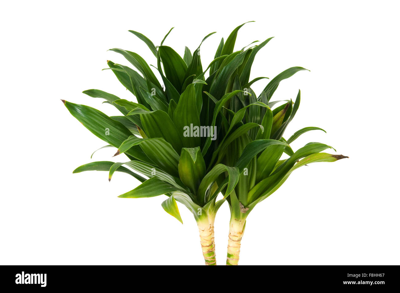 Dracaena draco flower Cut Out Stock Images & Pictures - Alamy