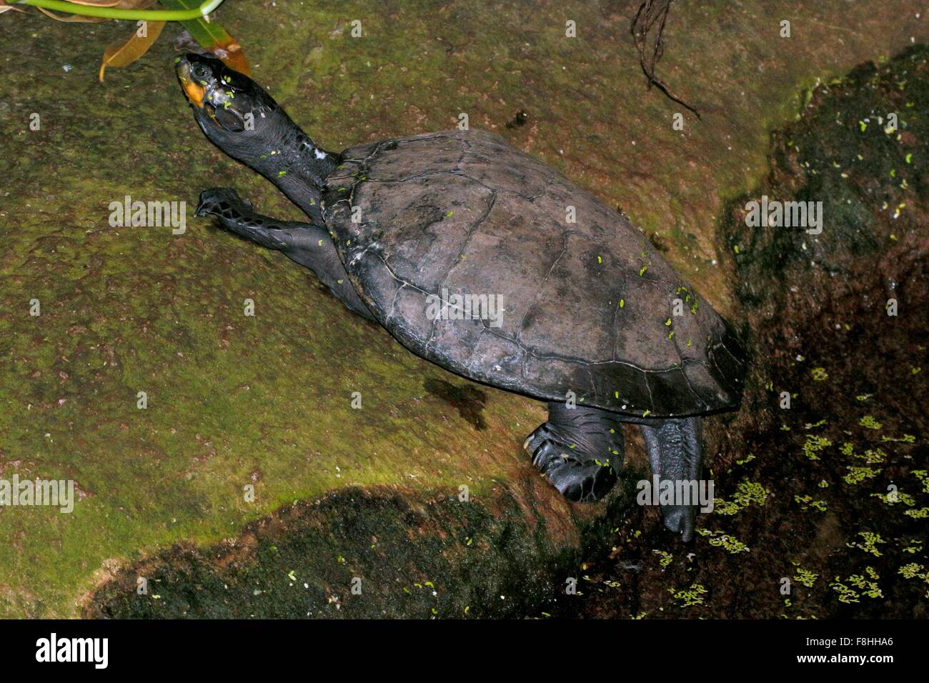 Pleurodira hi-res stock photography and images - Alamy