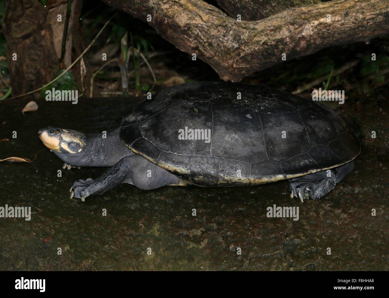 South American Yellow spotted Amazon river turtle (Podocnemis unifilis ...