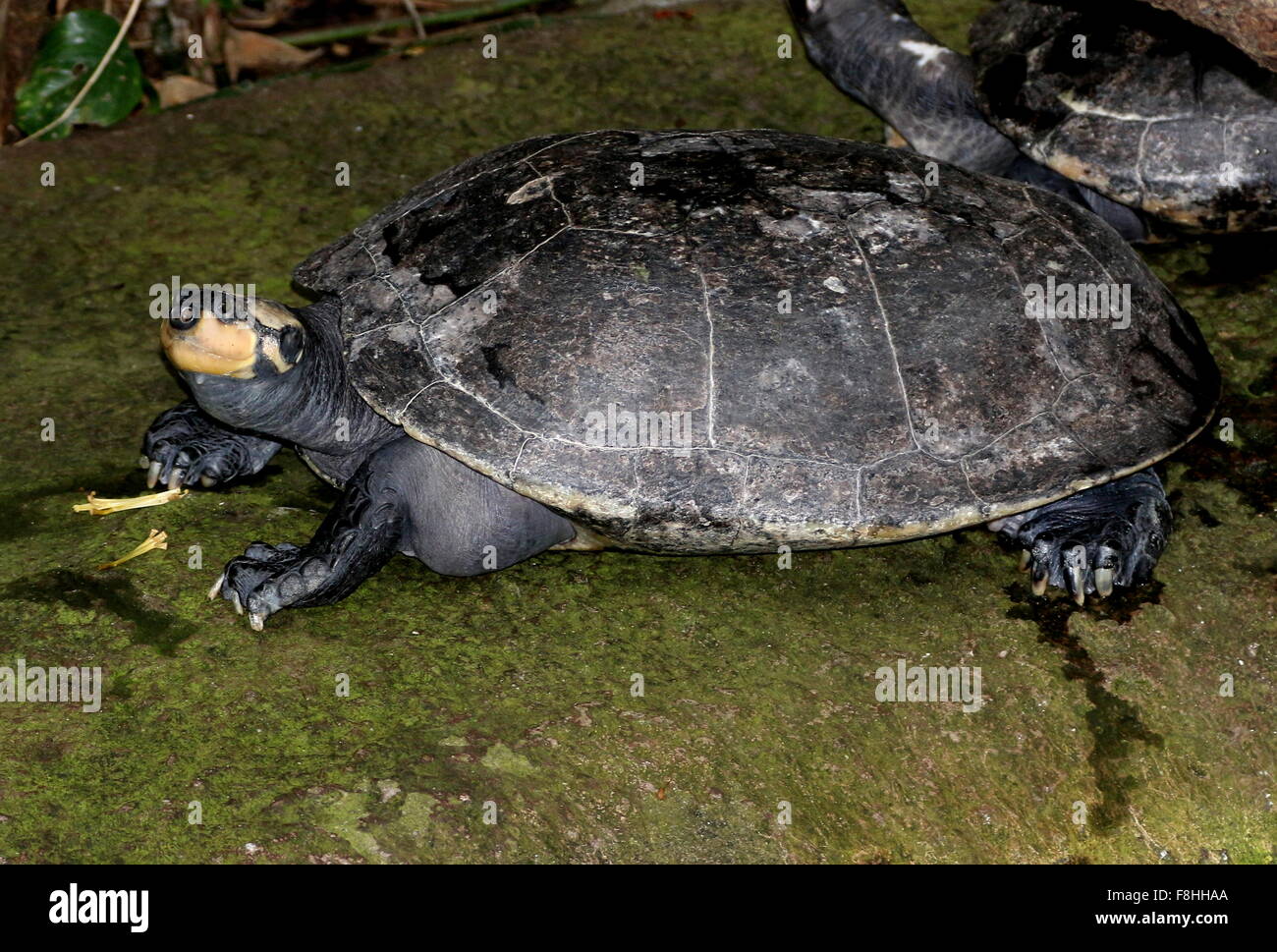South American Yellow spotted Amazon river turtle (Podocnemis unifilis ...