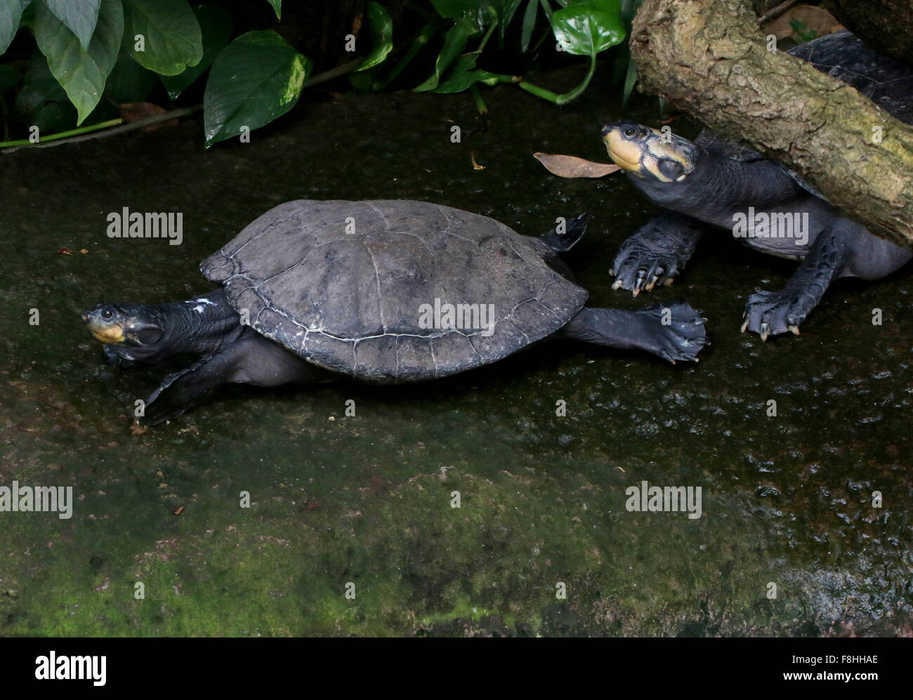 Pair of South American Yellow spotted Amazon river turtles (Podocnemis ...