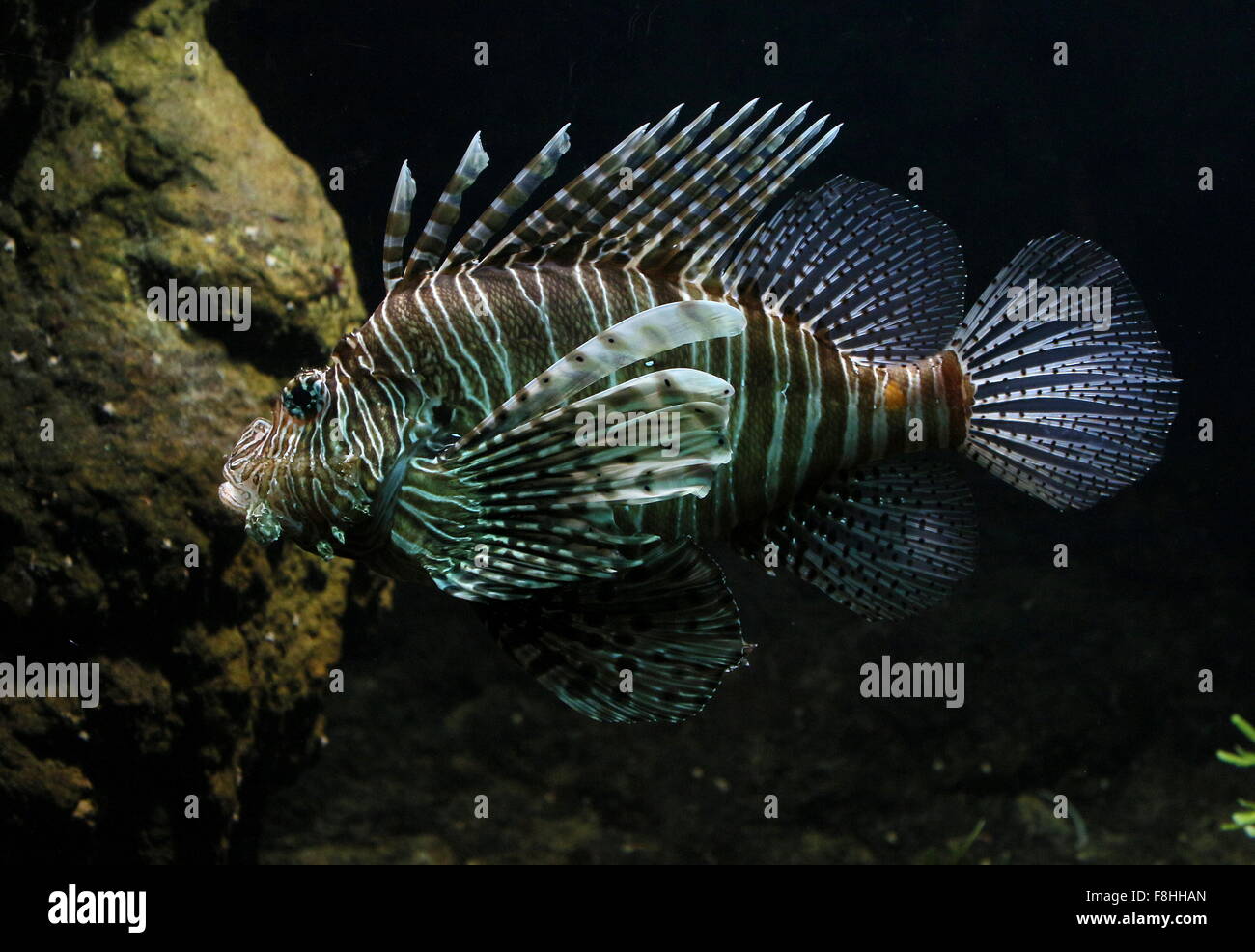 Red dorsal fin High Resolution Stock Photography and Images - Alamy