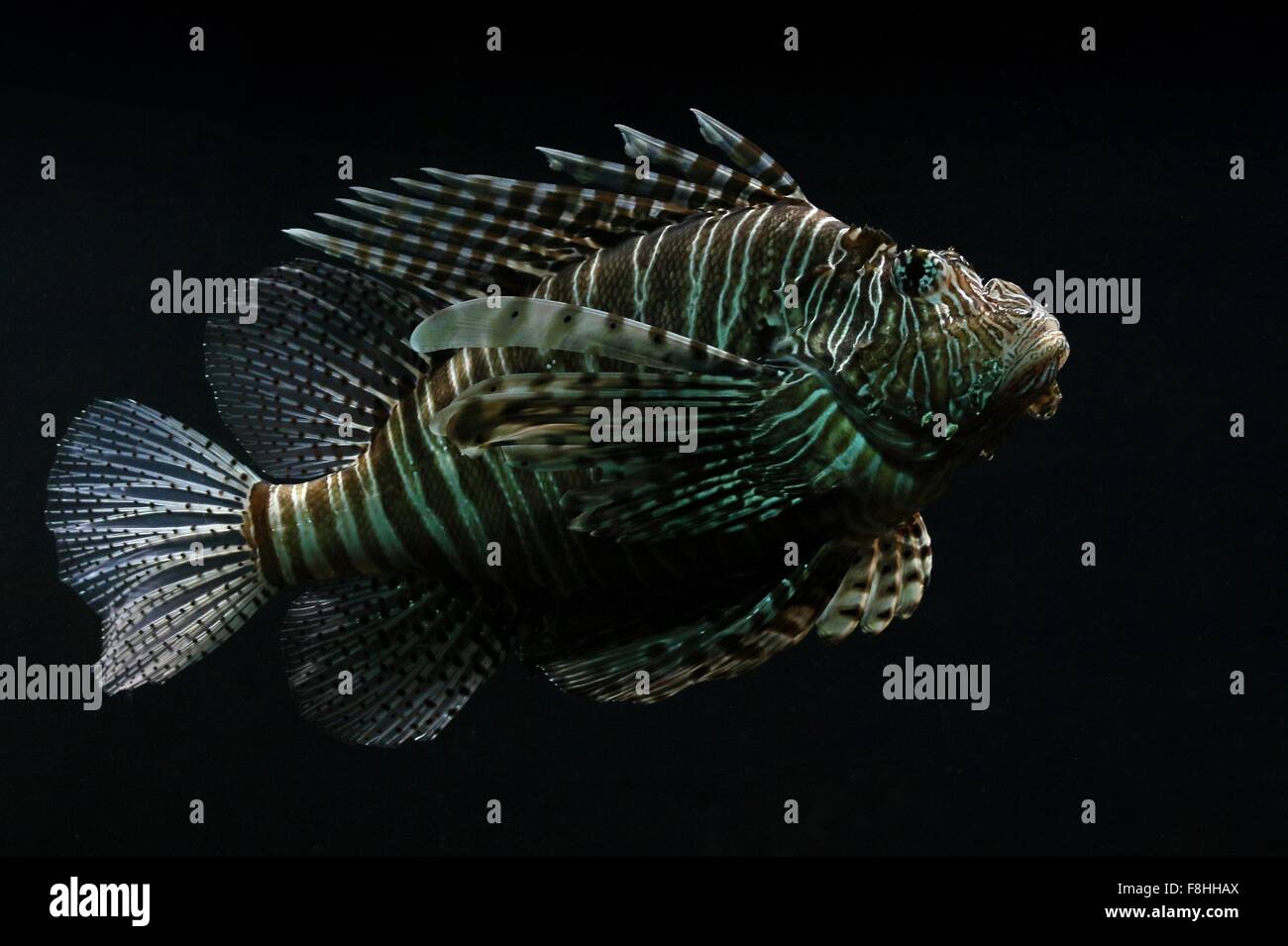 Red dorsal fin High Resolution Stock Photography and Images - Alamy