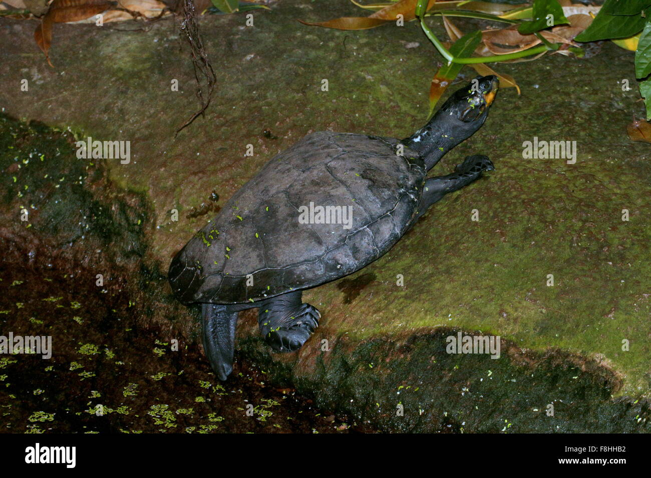 South American Yellow spotted Amazon river turtle (Podocnemis unifilis ...