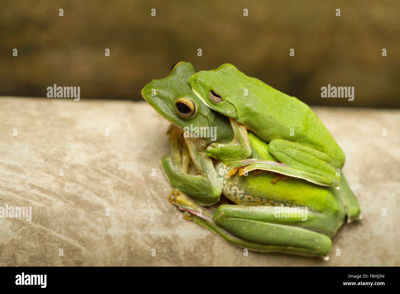 Frog Like Posture