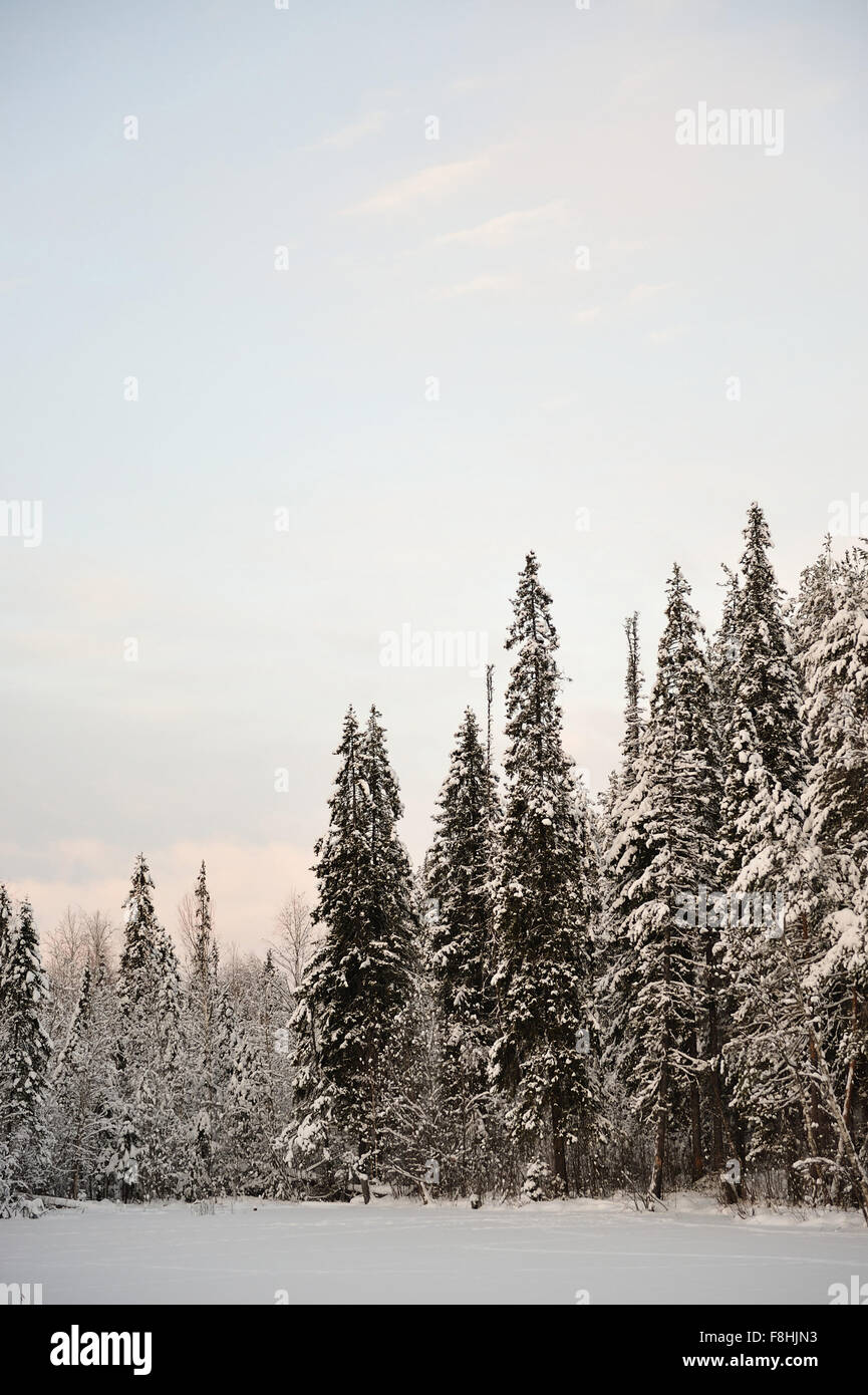 sunset in the taiga lake on a cold winter day Stock Photo - Alamy