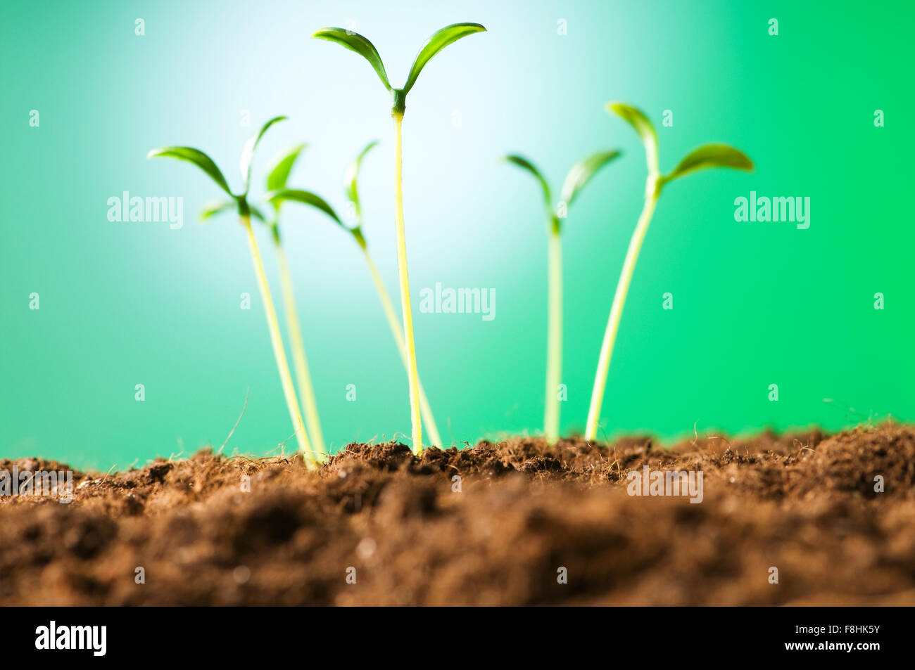 Green seedling illustrating concept of new life Stock Photo - Alamy