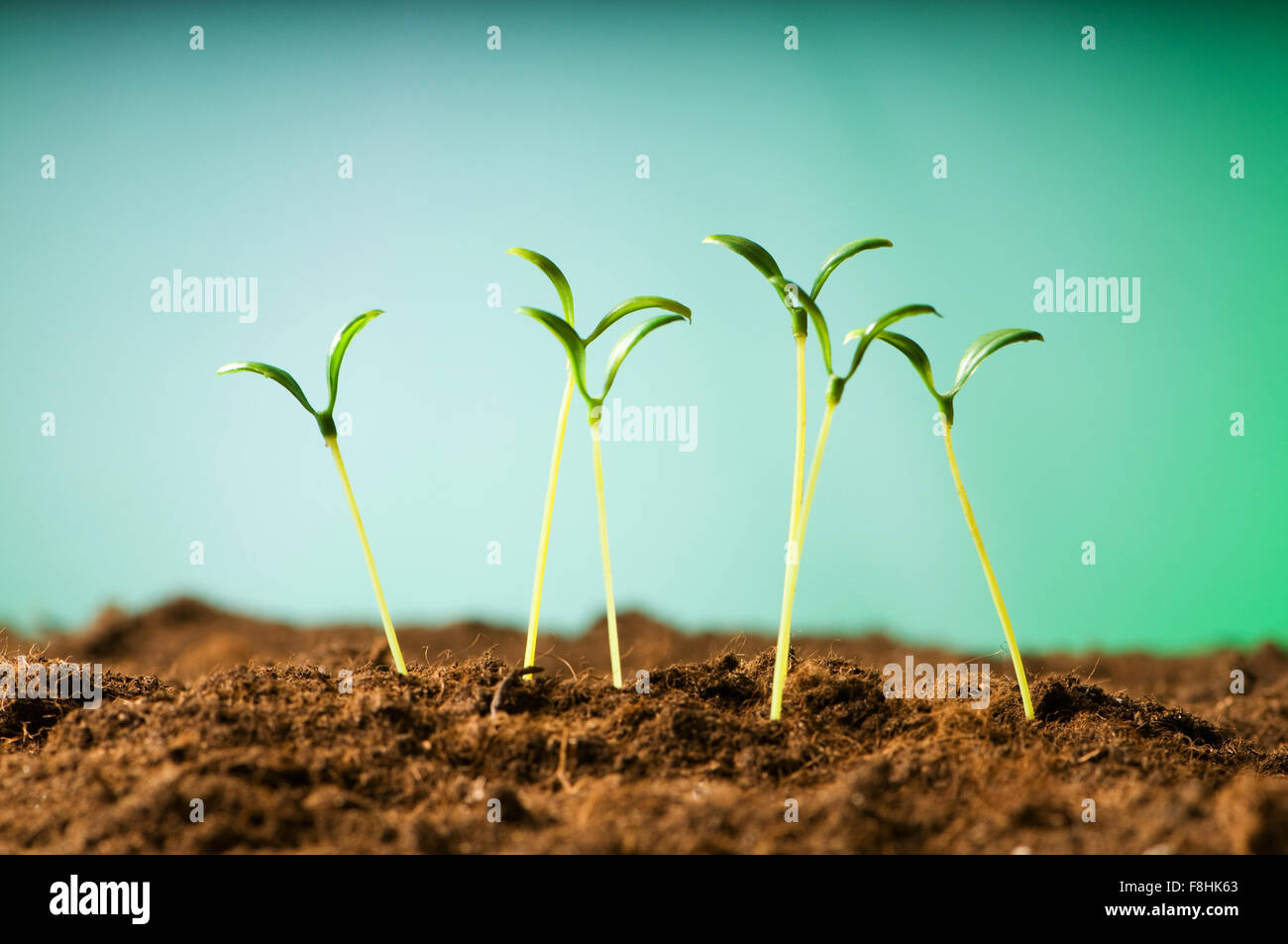 Green seedling illustrating concept of new life Stock Photo - Alamy