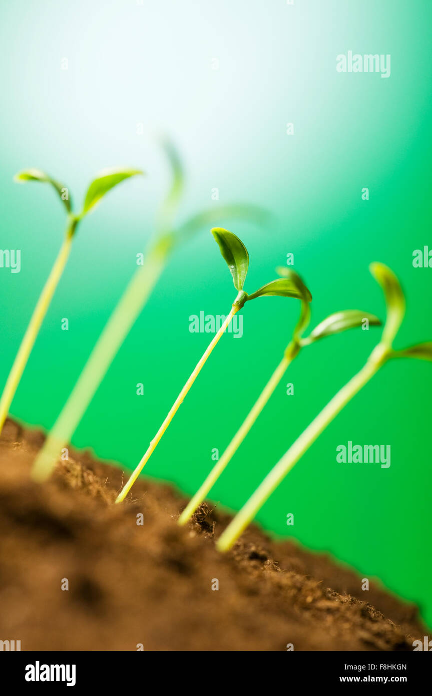 Green seedling illustrating concept of new life Stock Photo - Alamy