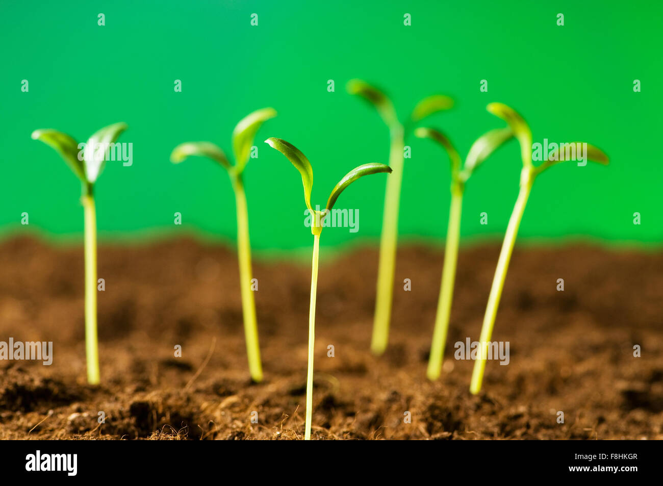 Green seedling illustrating concept of new life Stock Photo - Alamy