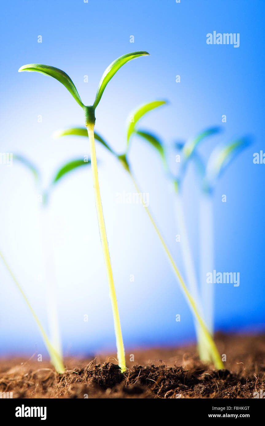 Green seedling illustrating concept of new life Stock Photo - Alamy